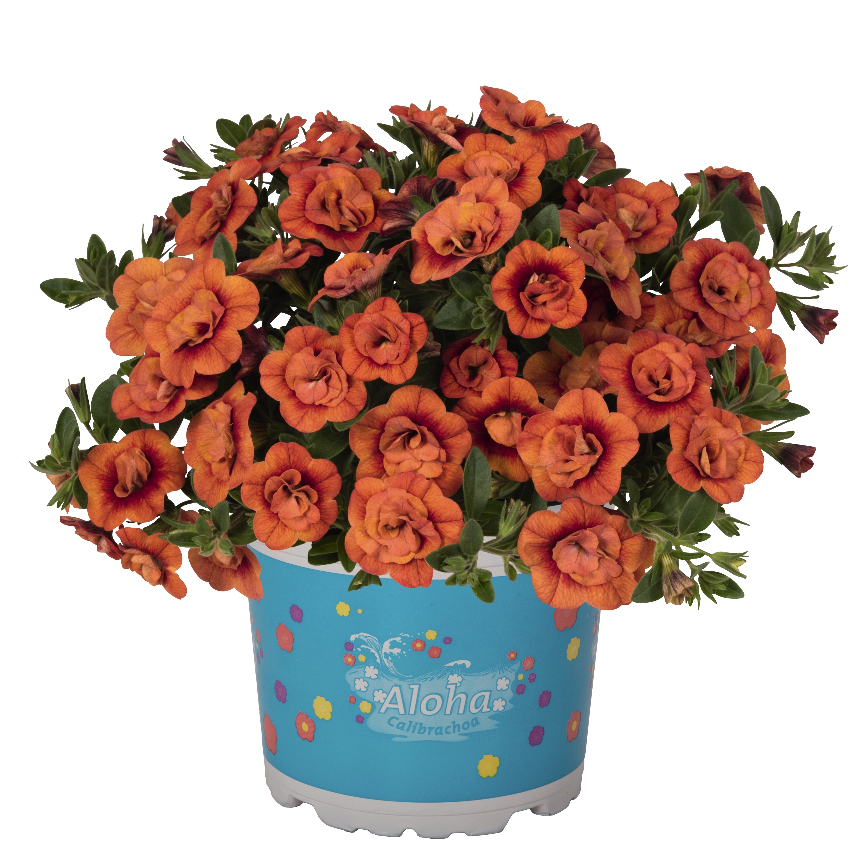 Calibrachoa hybrida Aloha Double Orange